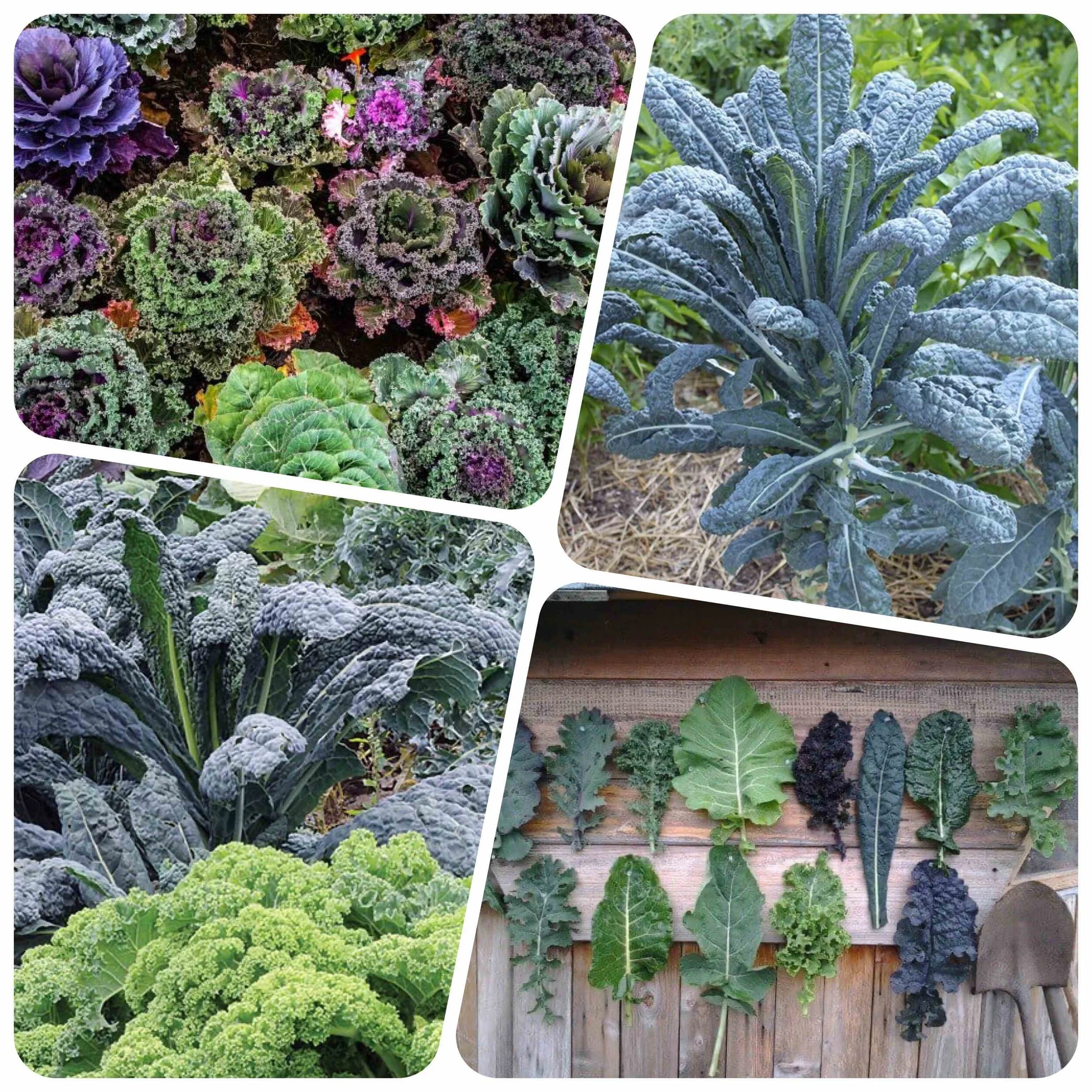 Tucson Planting Guide Vegetables | Fasci Garden