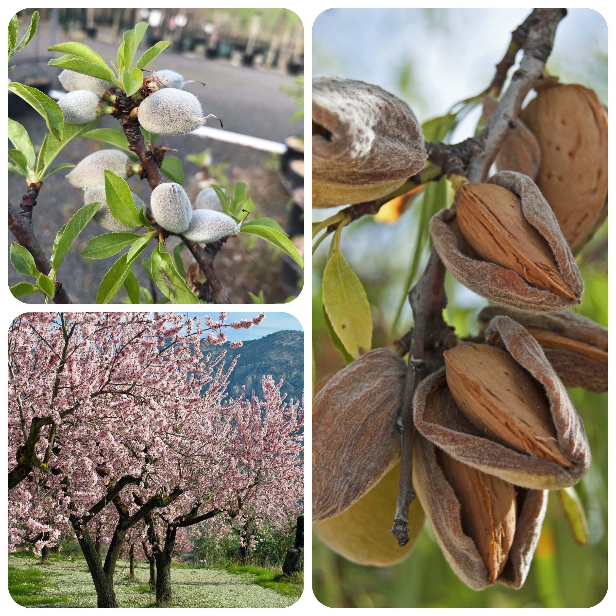 Garden Prince Almond Tree Arizona | Fasci Garden