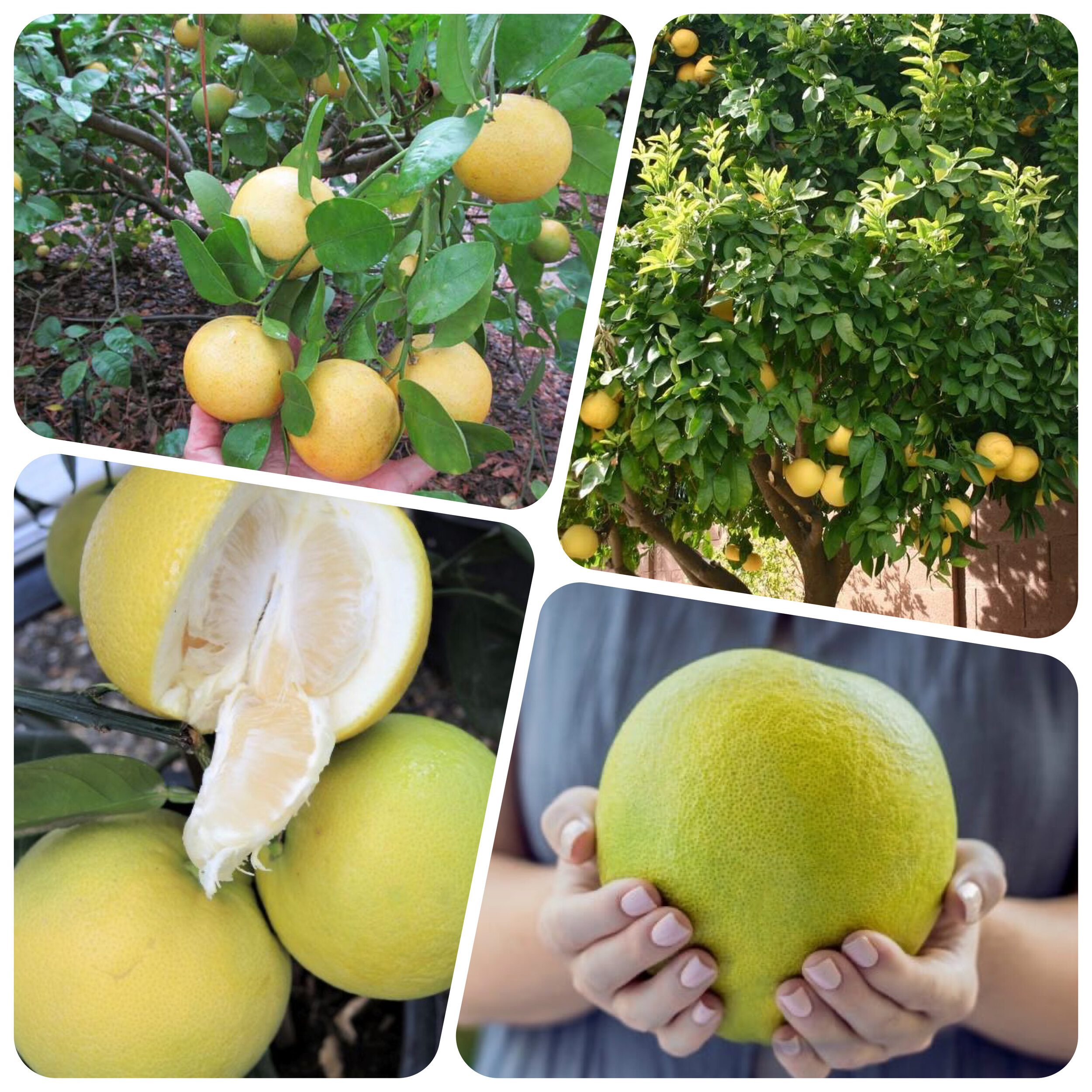 Pummelo Vs Grapefruit