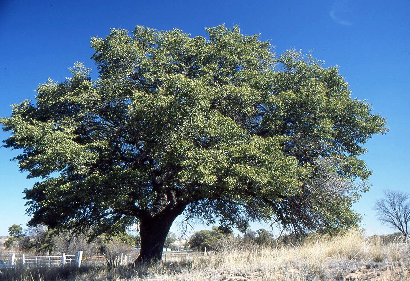 Texas Trees From Mexico