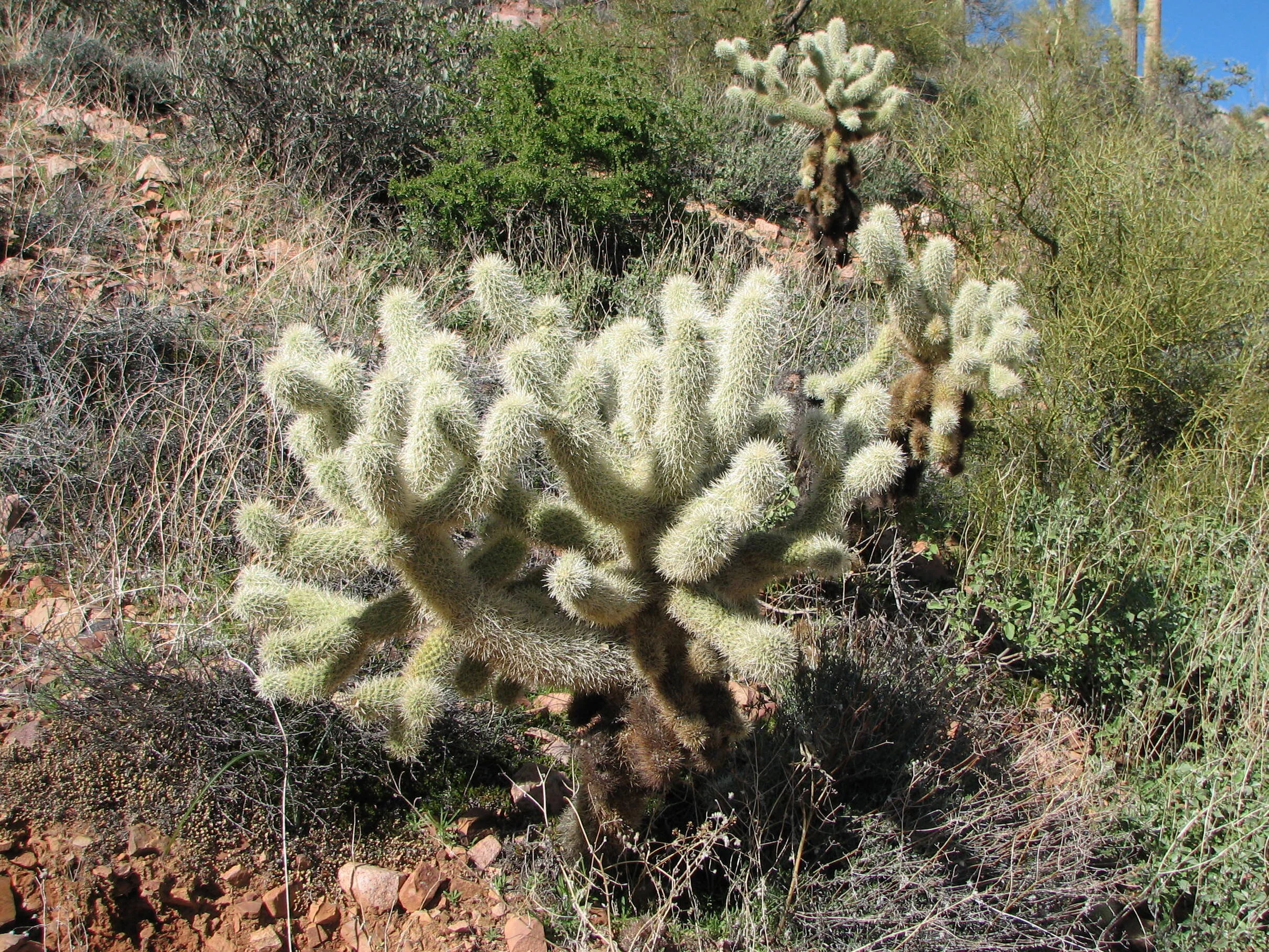 Cholla Cactus Attack