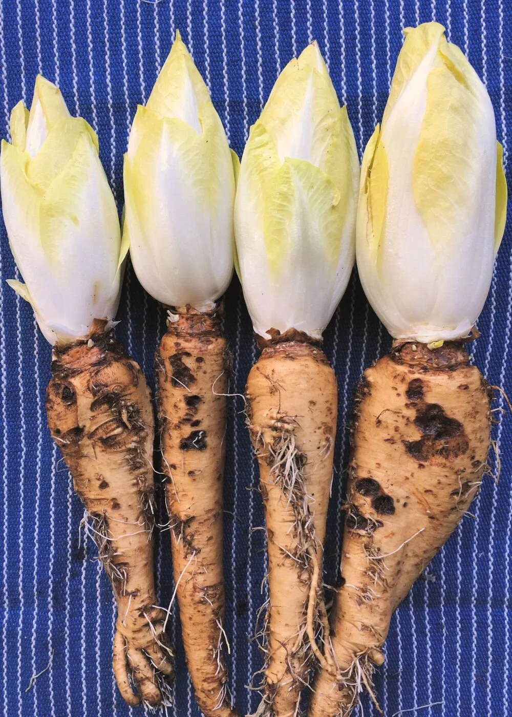 Chicory Vegetable