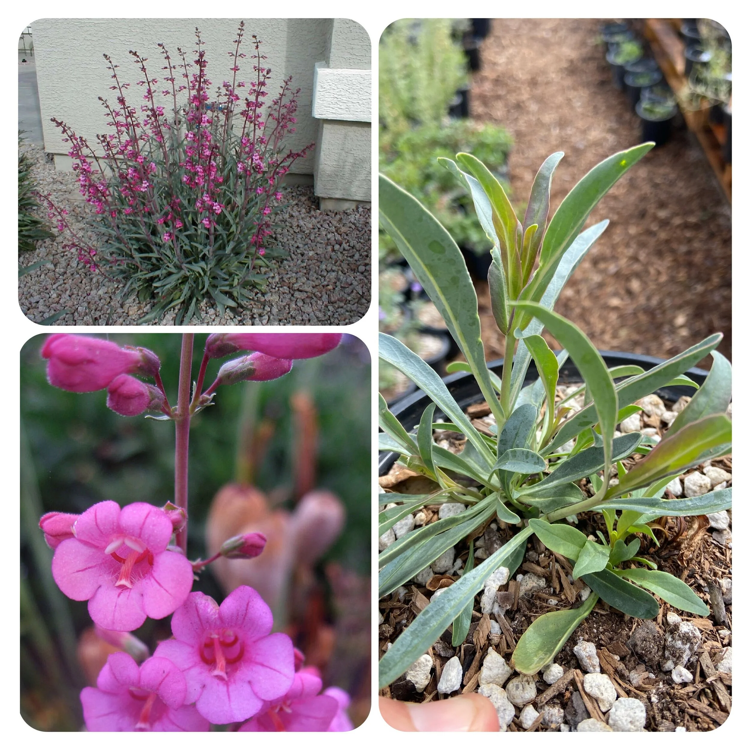 Penstemon Thurberi
