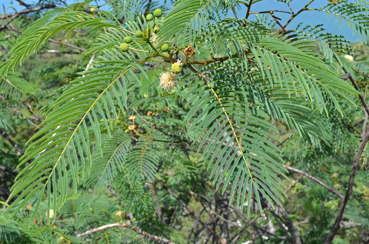 Leucaena Texas
