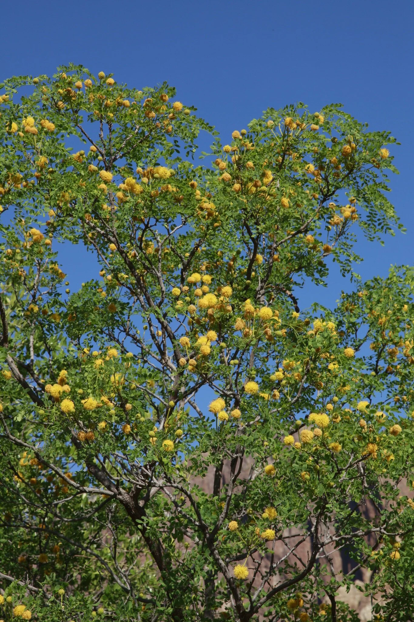 Leucaena Texas