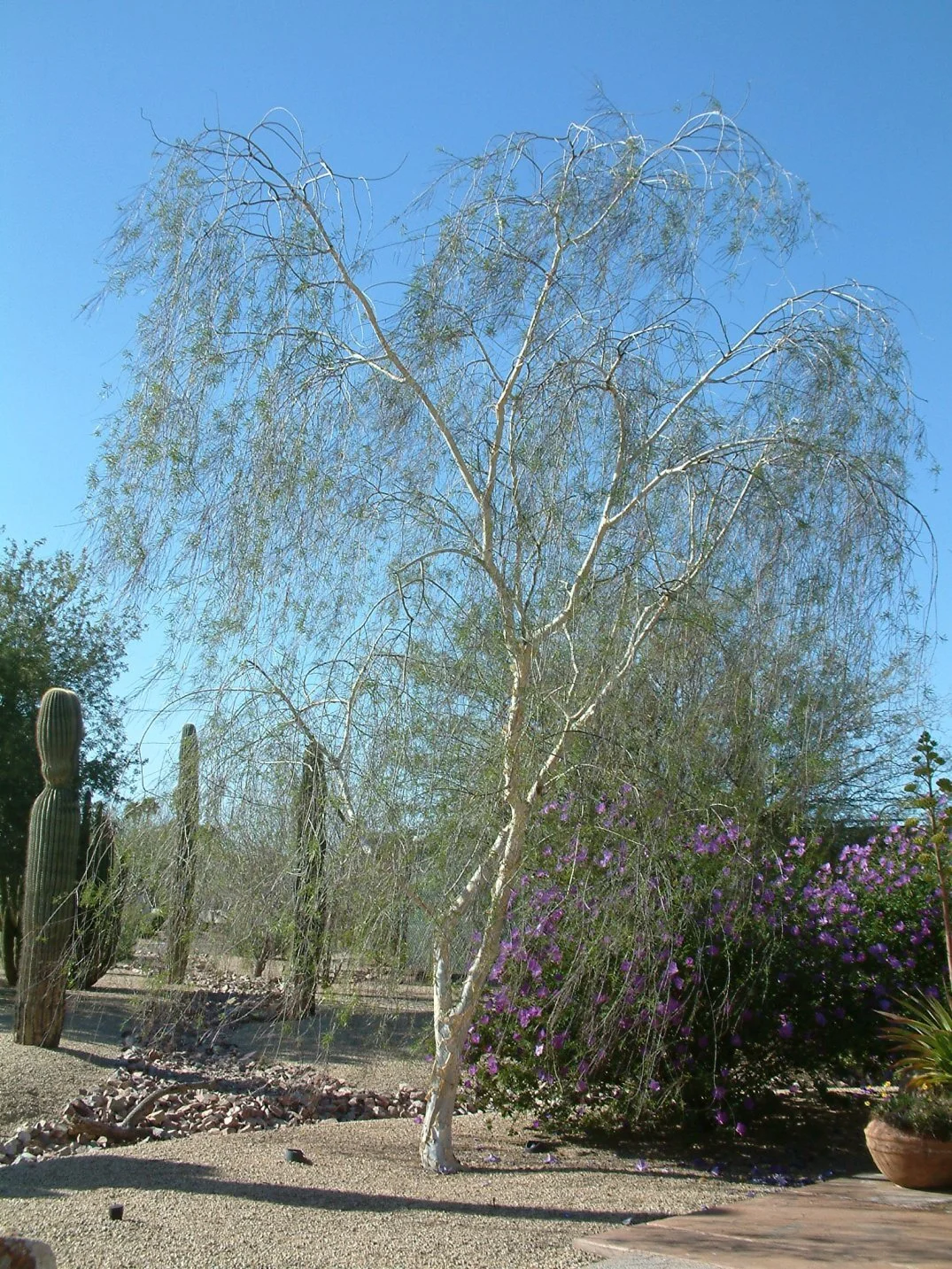 Acacia Willardiana Palo Blanco