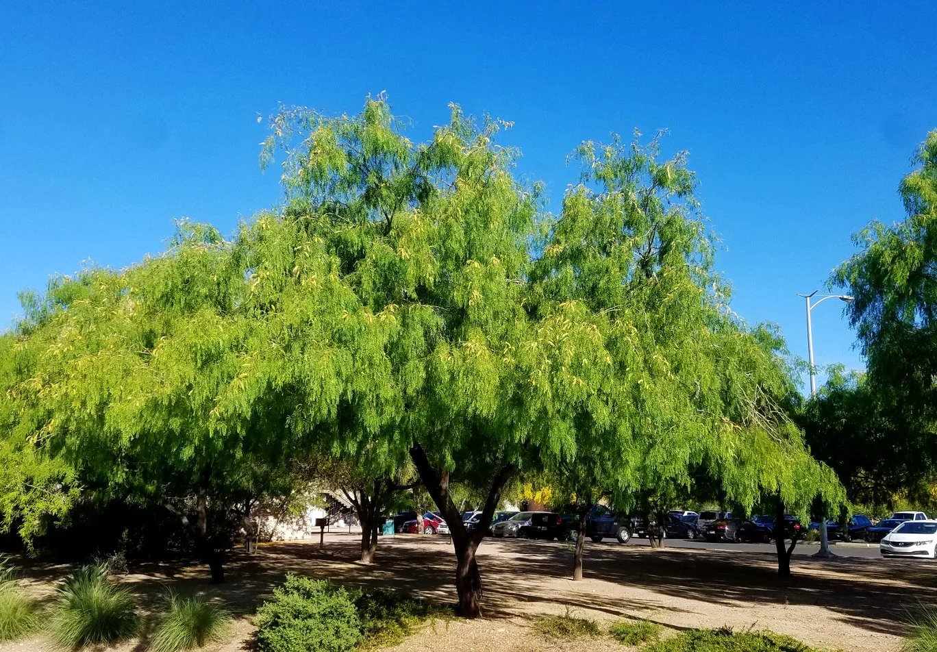 Prosopis Pubescens