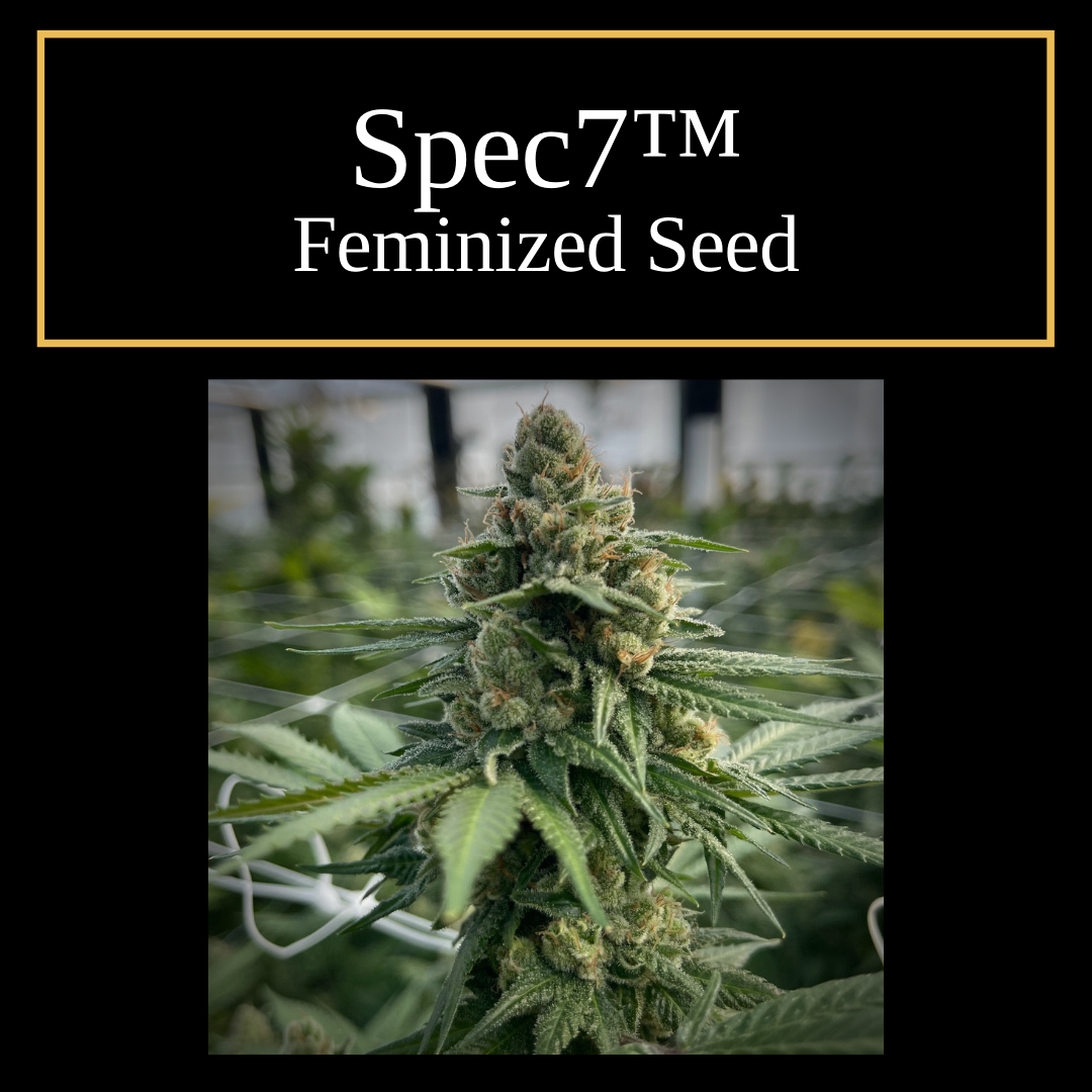 CBD Seeds, CBD Flower, Cannabis Seeds for Sale