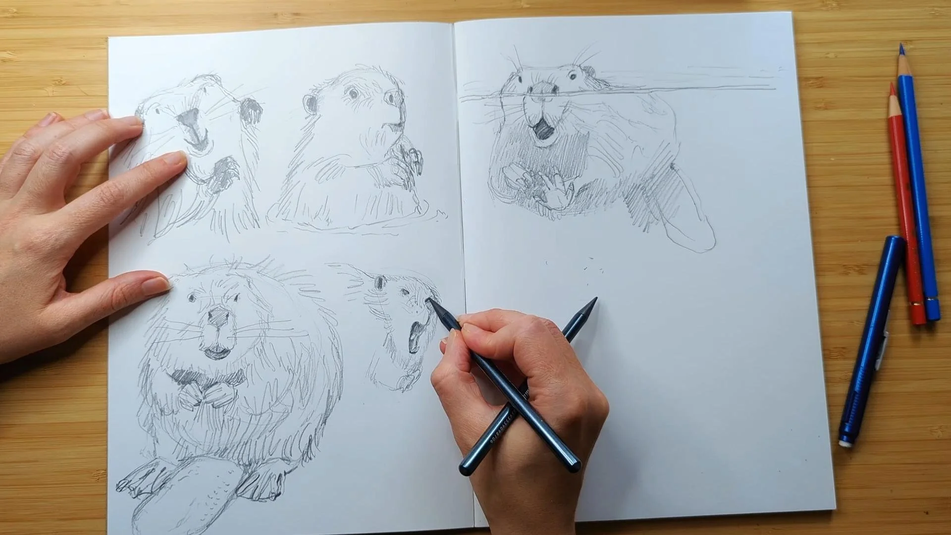 About children's book author-illustrator, Jo Lindley — Jo Lindley