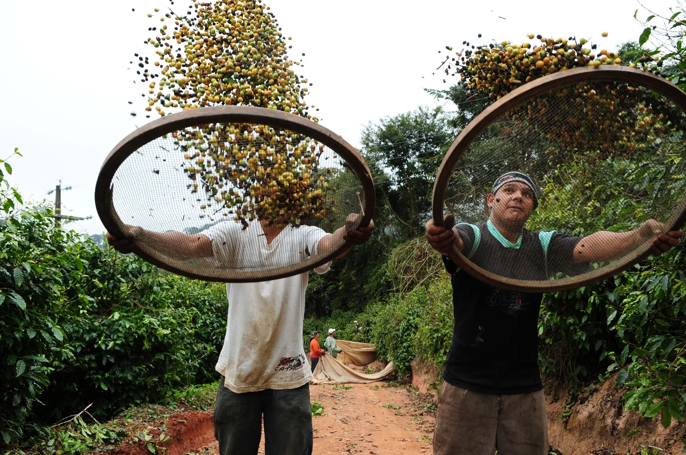 Brazil — Collaborative Coffee Source
