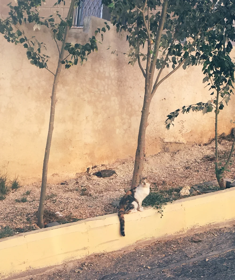 "The Feral Cats of Amman" by Lindsey McGuire — Amideast Education ...