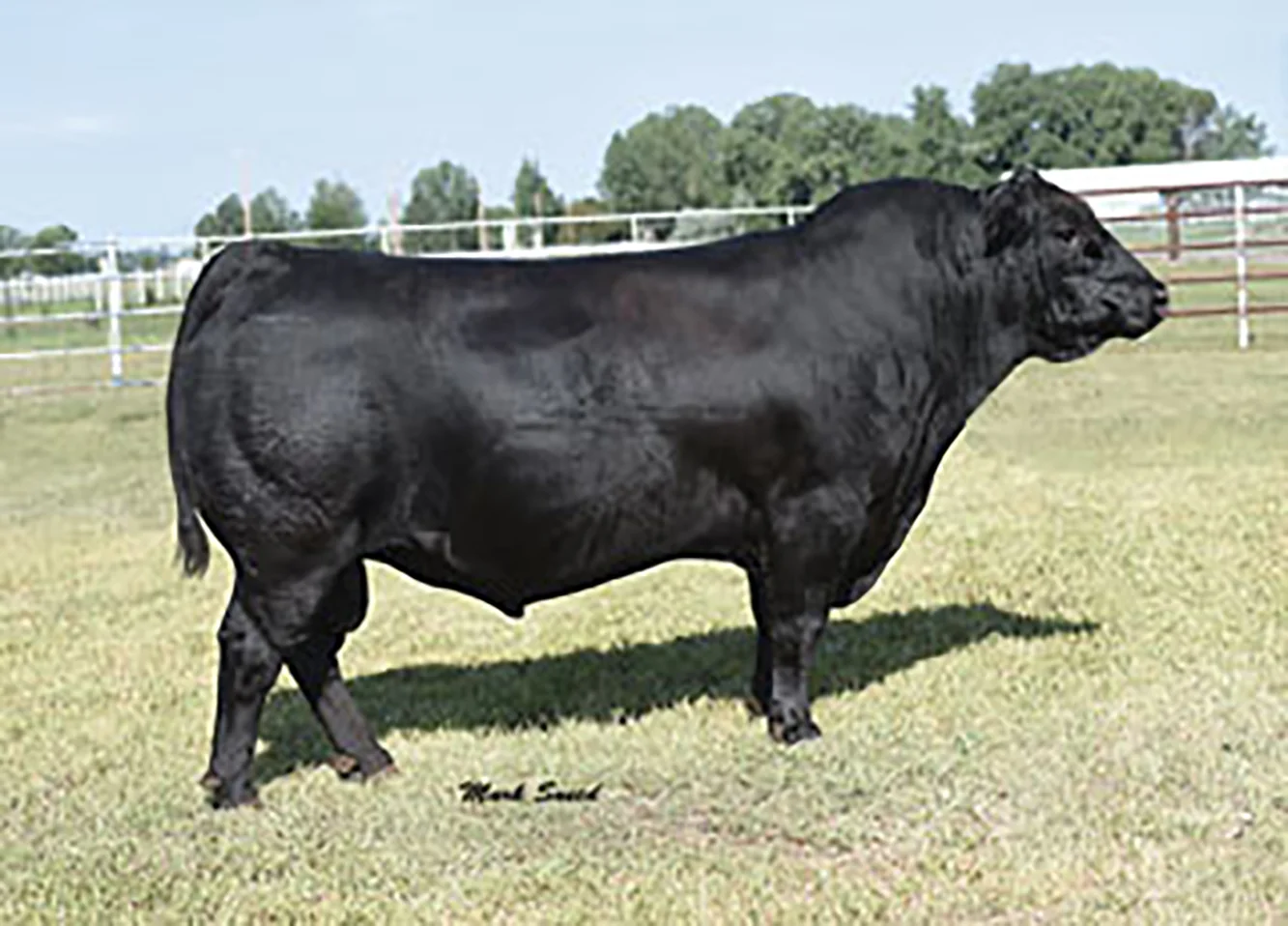 Camas Prairie Angus Ranch