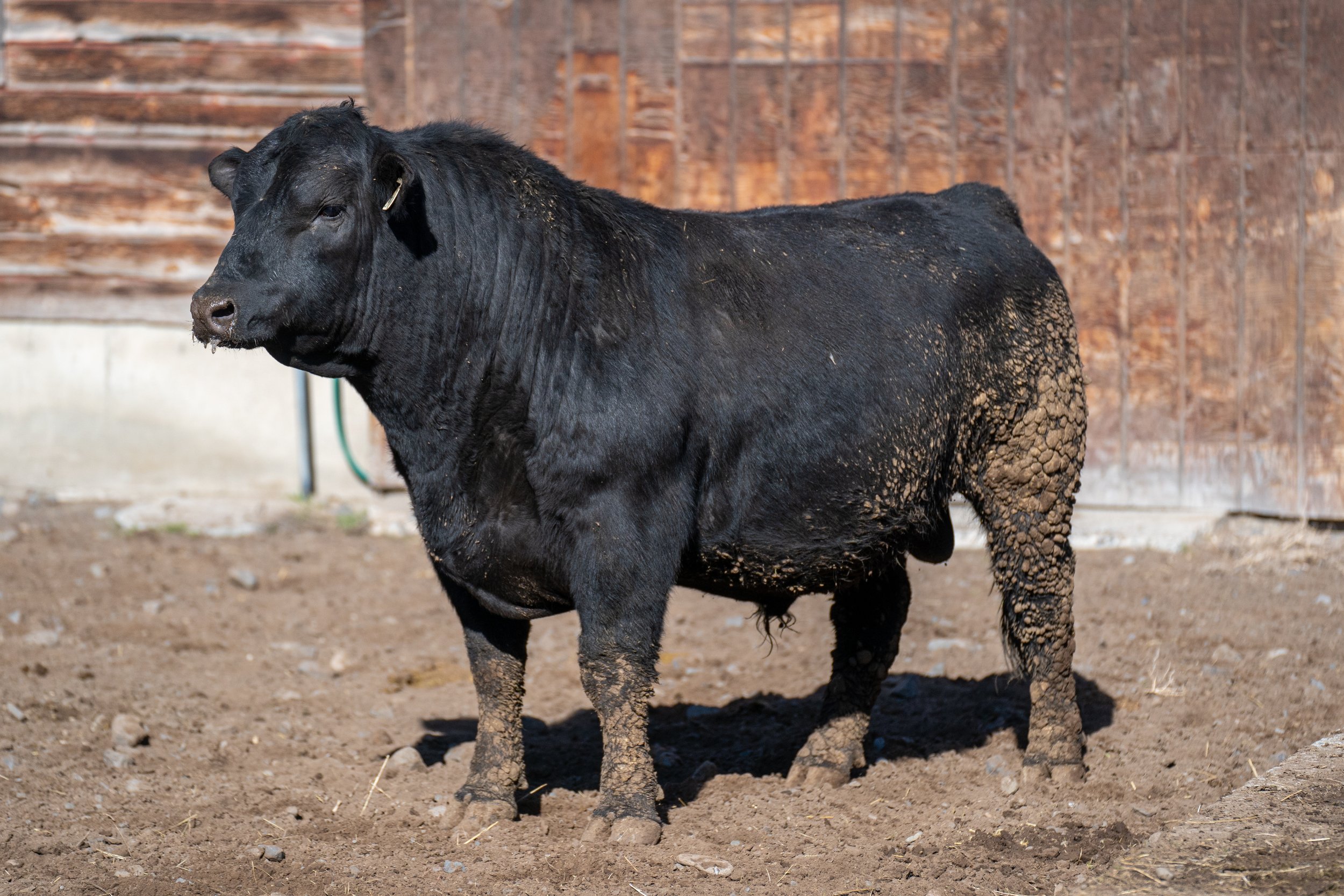 Camas Prairie Angus Ranch