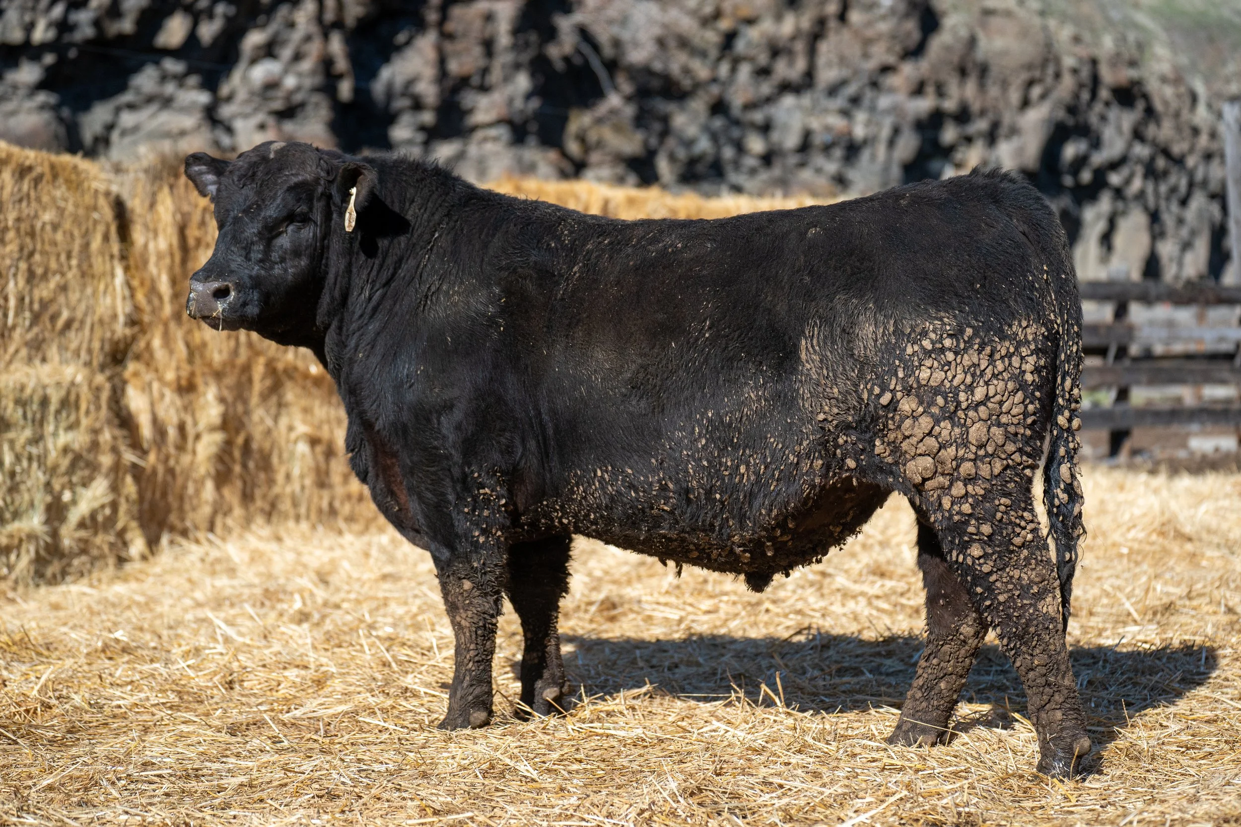 Camas Prairie Angus Ranch