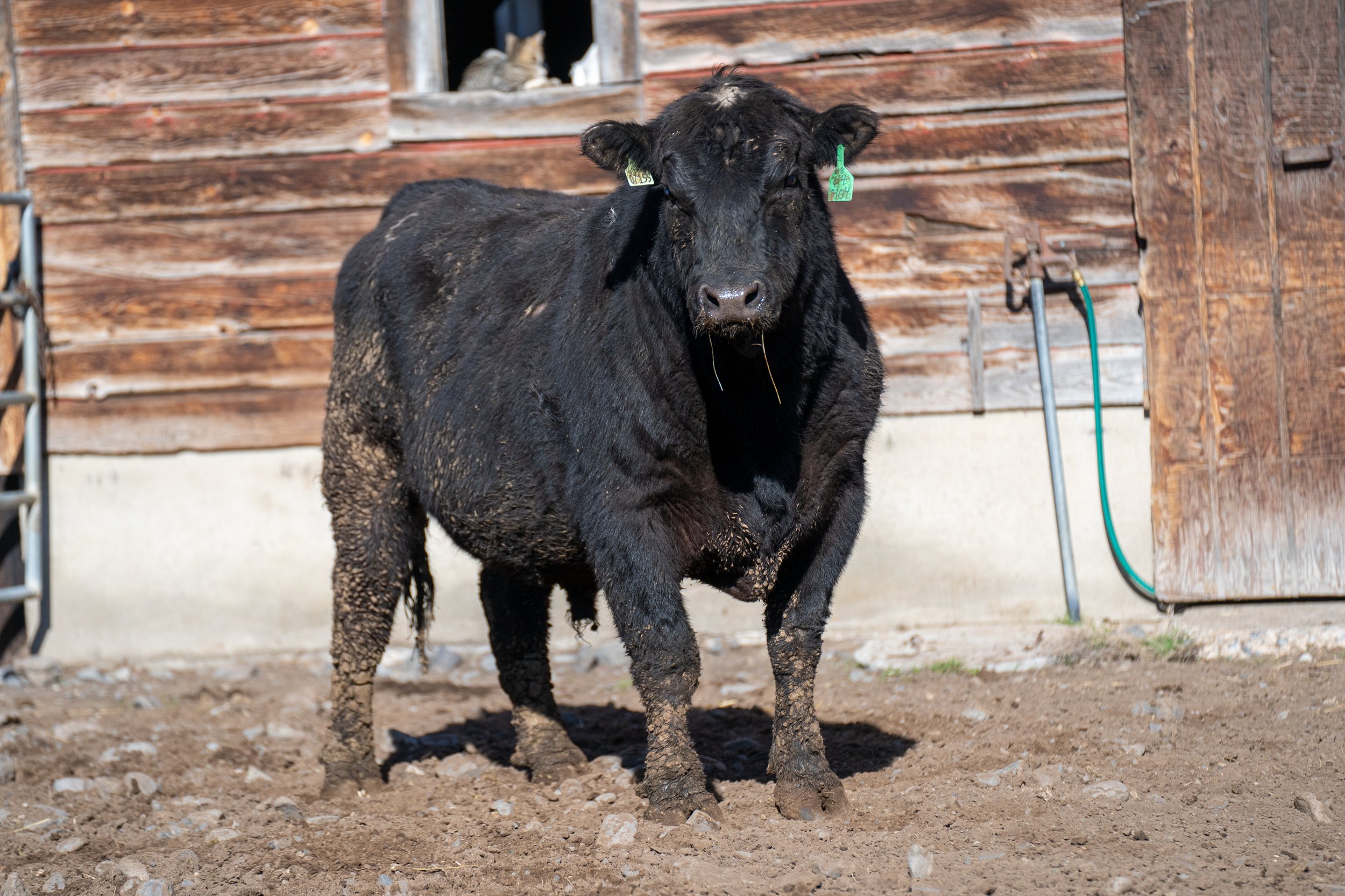 Camas Prairie Angus Ranch