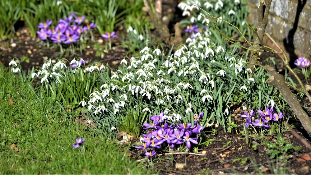 Hankham Village Society