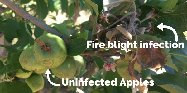 Blight Catching Fire