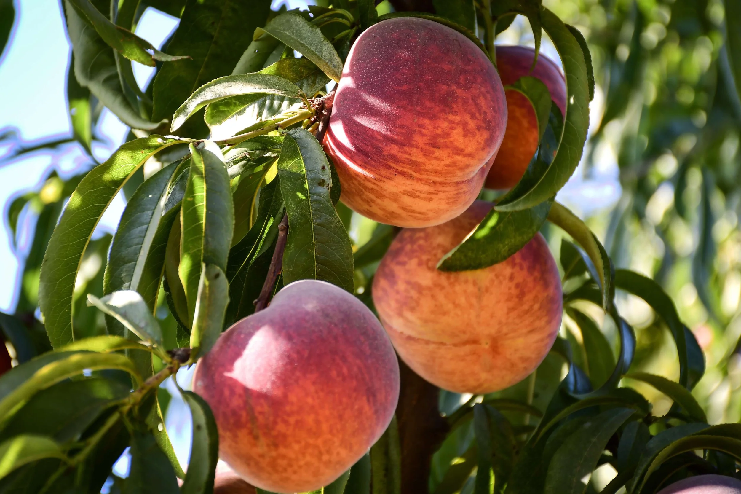 Farm Focus Health Benefits Of Peaches It s All About Soil Frog Farm Focus Health Benefits Of Peaches It s All About Soil Frog