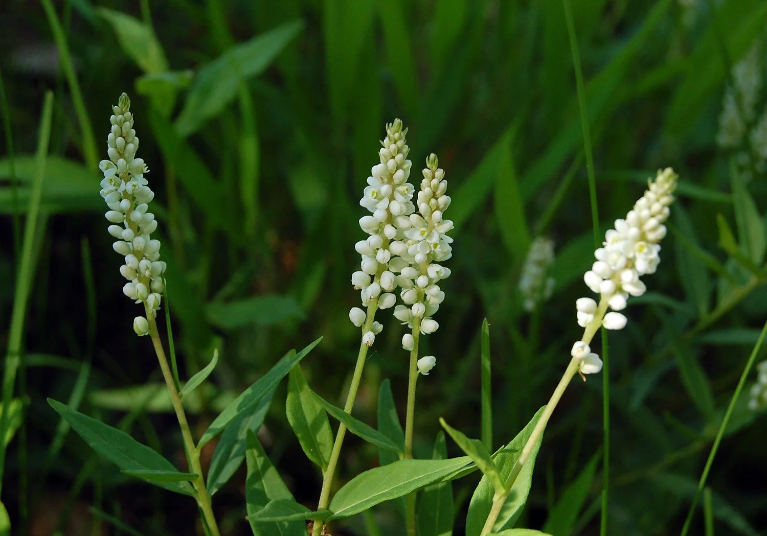 Harvesting Seneca Snakeroot — MANITOBA FOOD HISTORY PROJECT