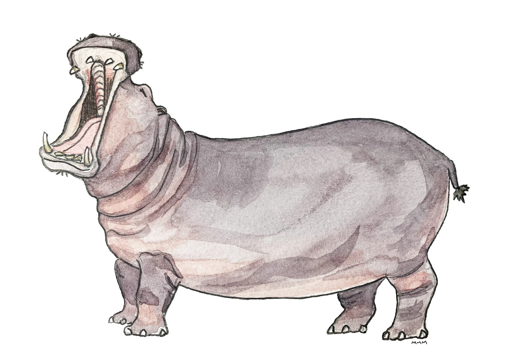 Yawning Hippo