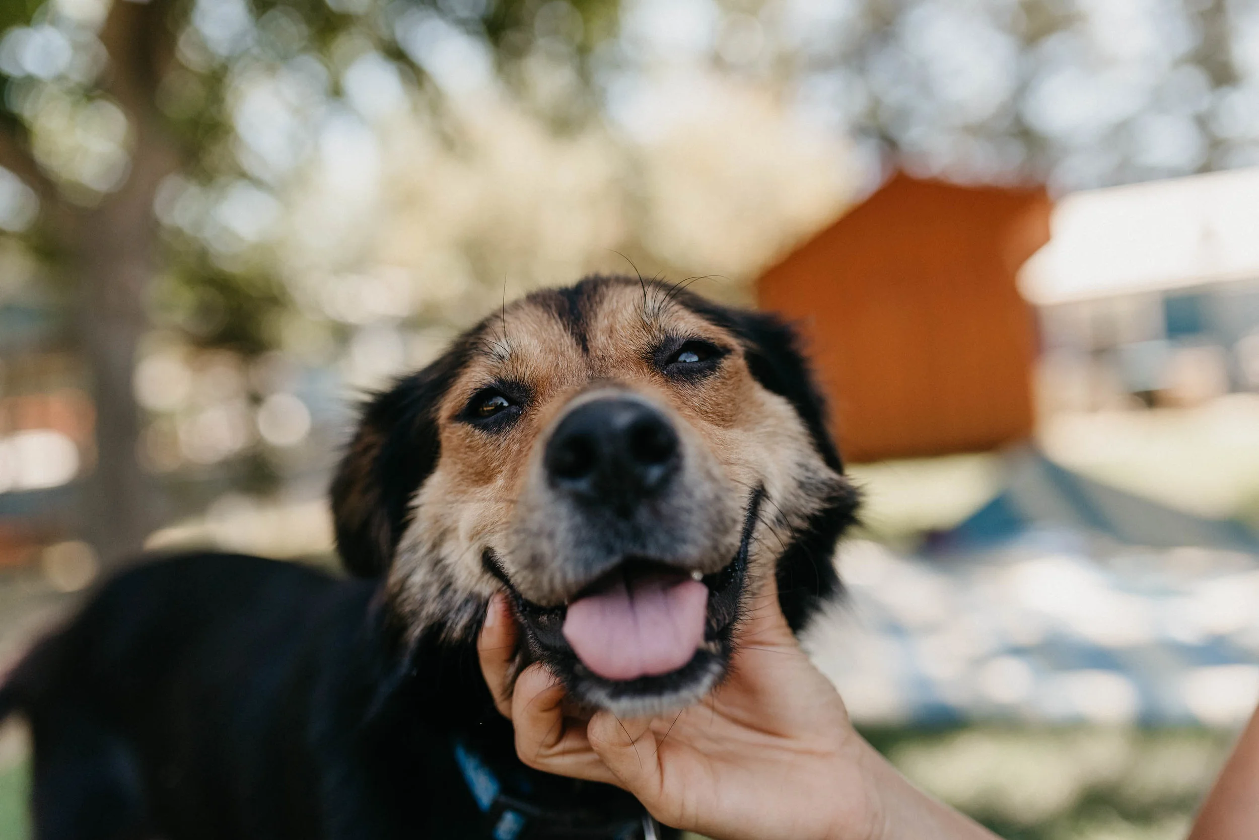 Hearts for Paws Rescue
