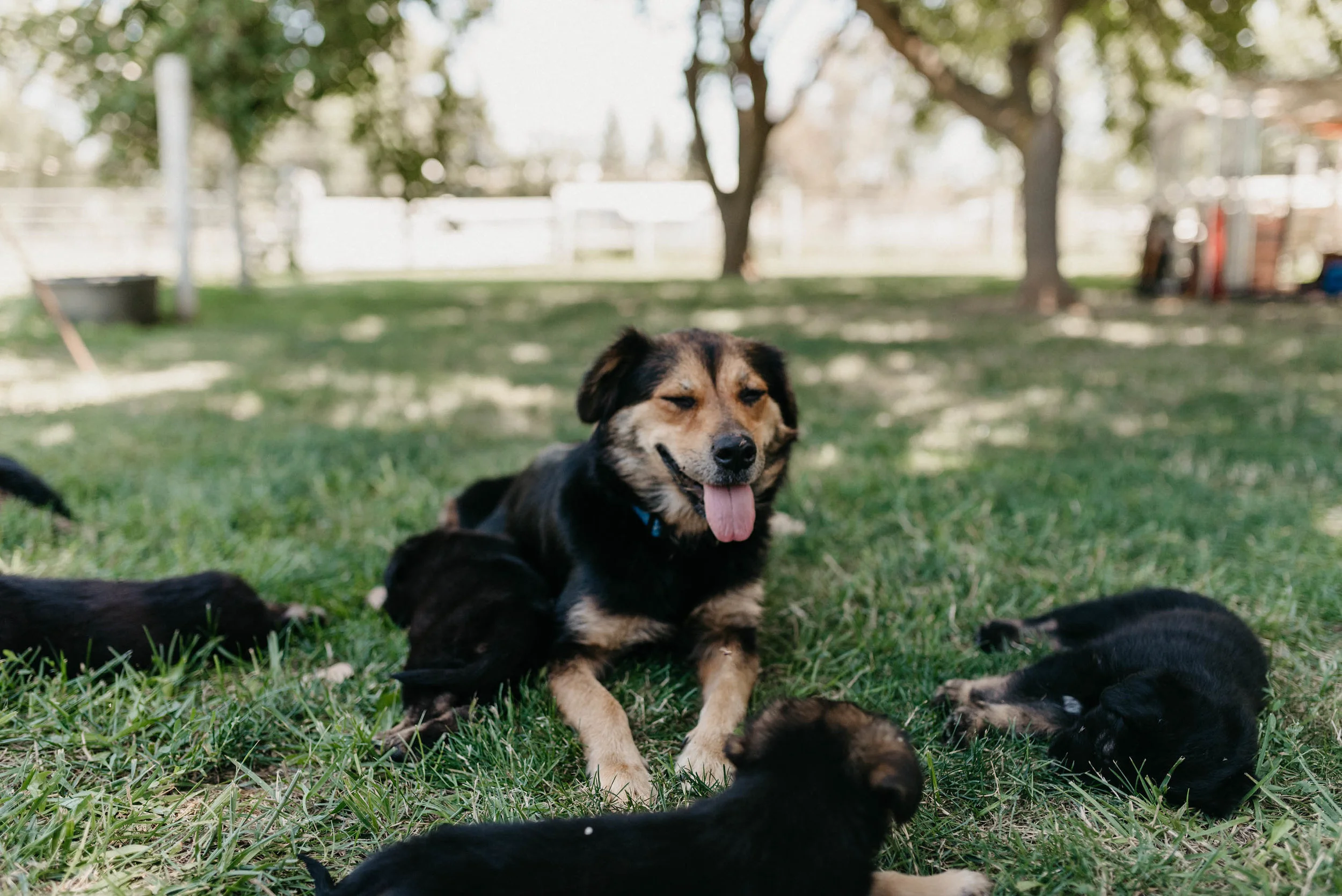 Hearts for Paws Rescue