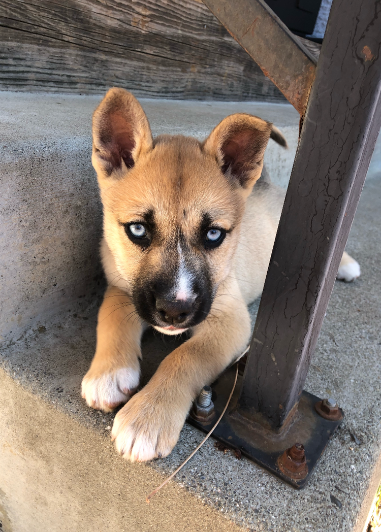 German Shepherd Husky Mix Puppies