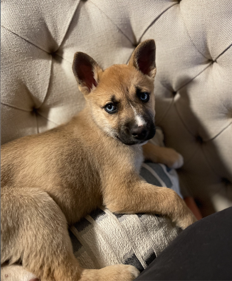 German Shepherd Lab Husky Mix Puppies