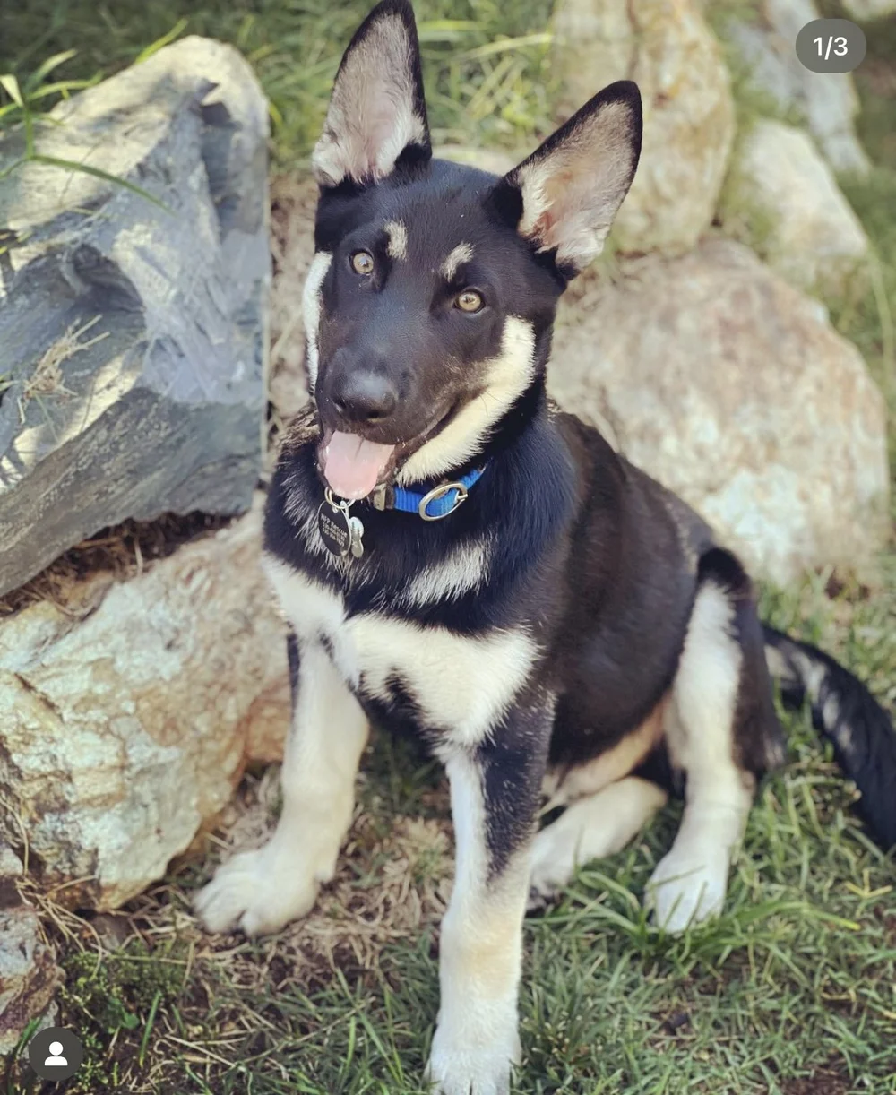 Shepherd Doberman Husky Mix