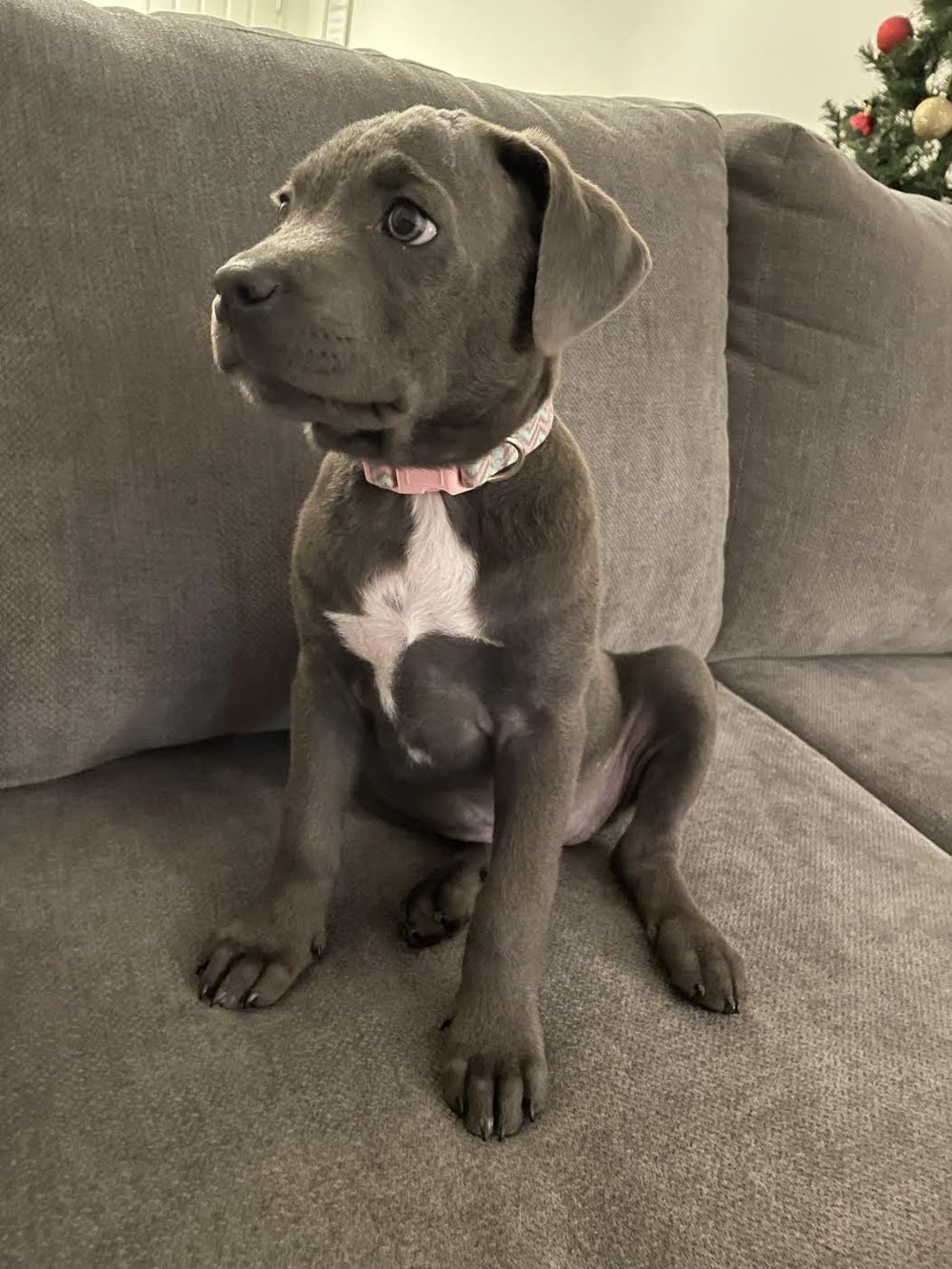 Grey Pitbull Lab Mix