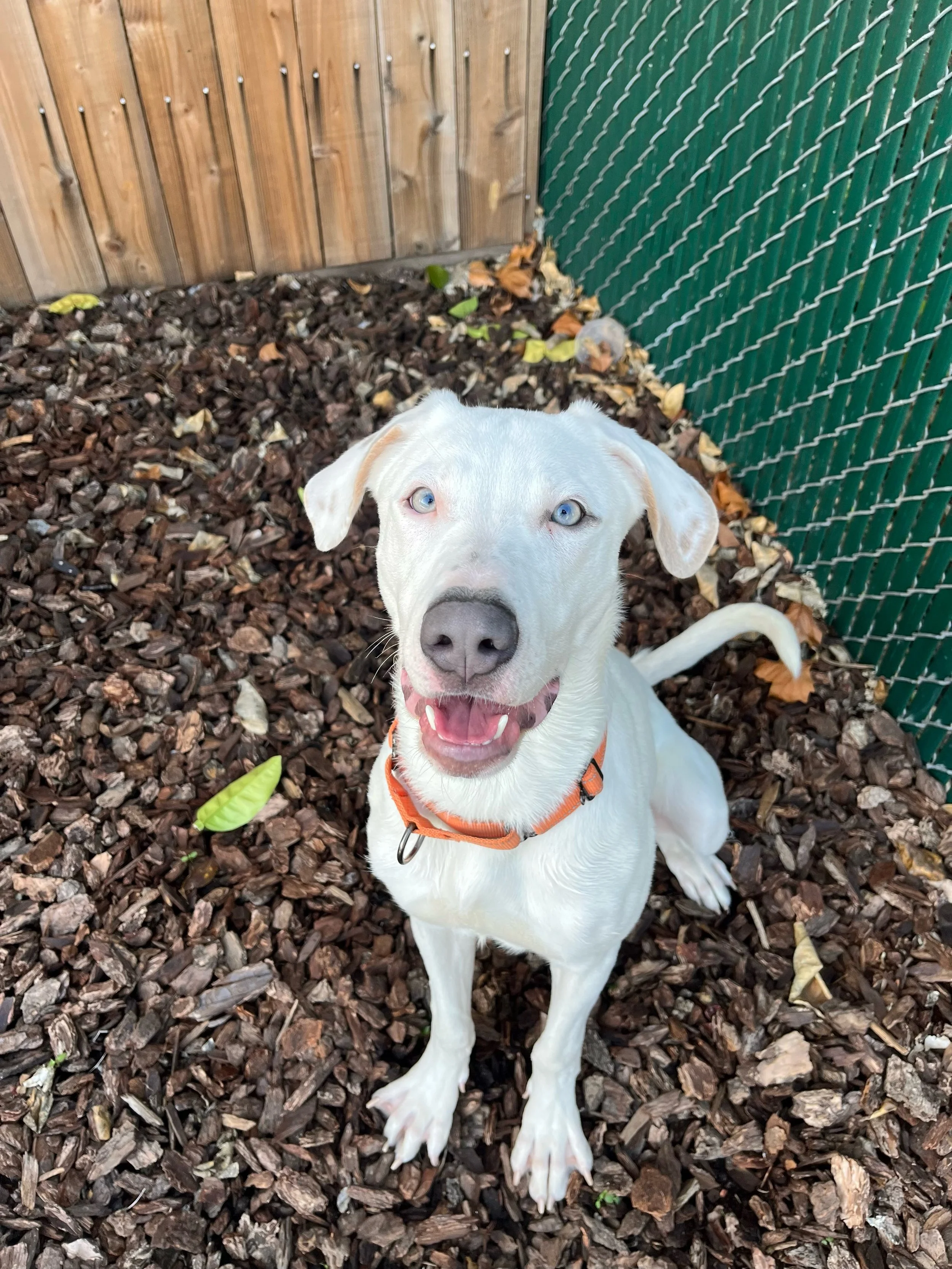Dalmatian Whippet Mix