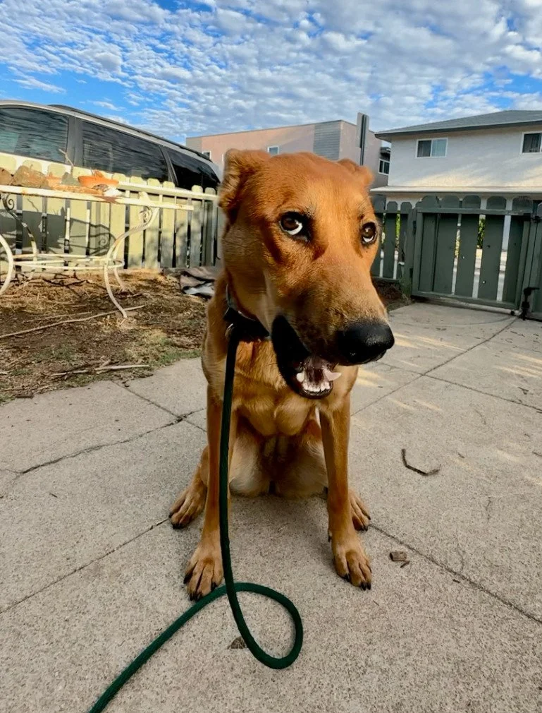 Pecan — Hearts for Paws Rescue