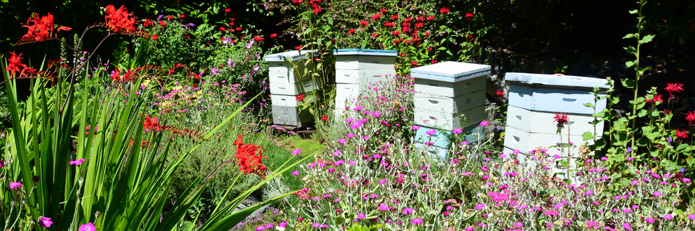 Benefits of Beekeeping for National Honey Month — Keep Pinellas Beautiful