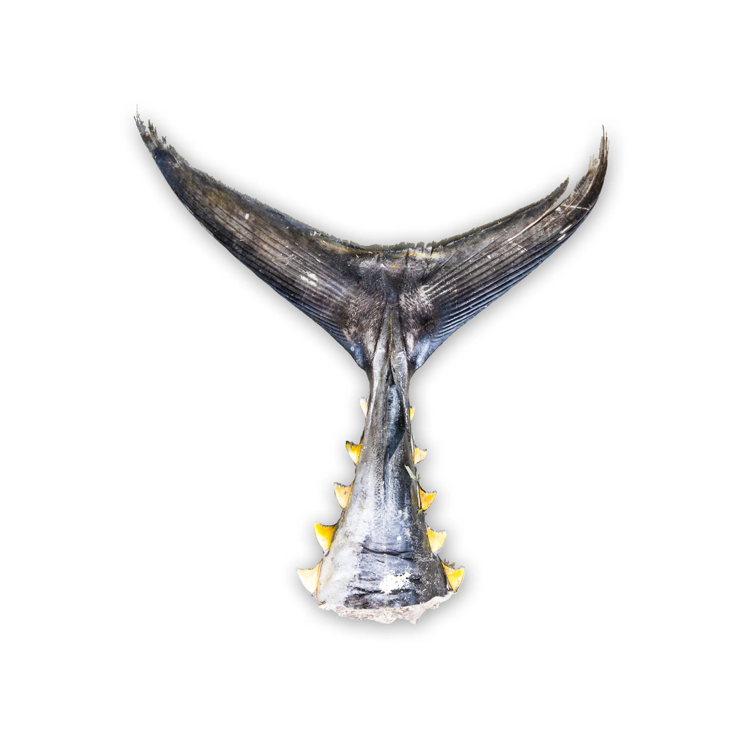 Shop — 41 North Montauk