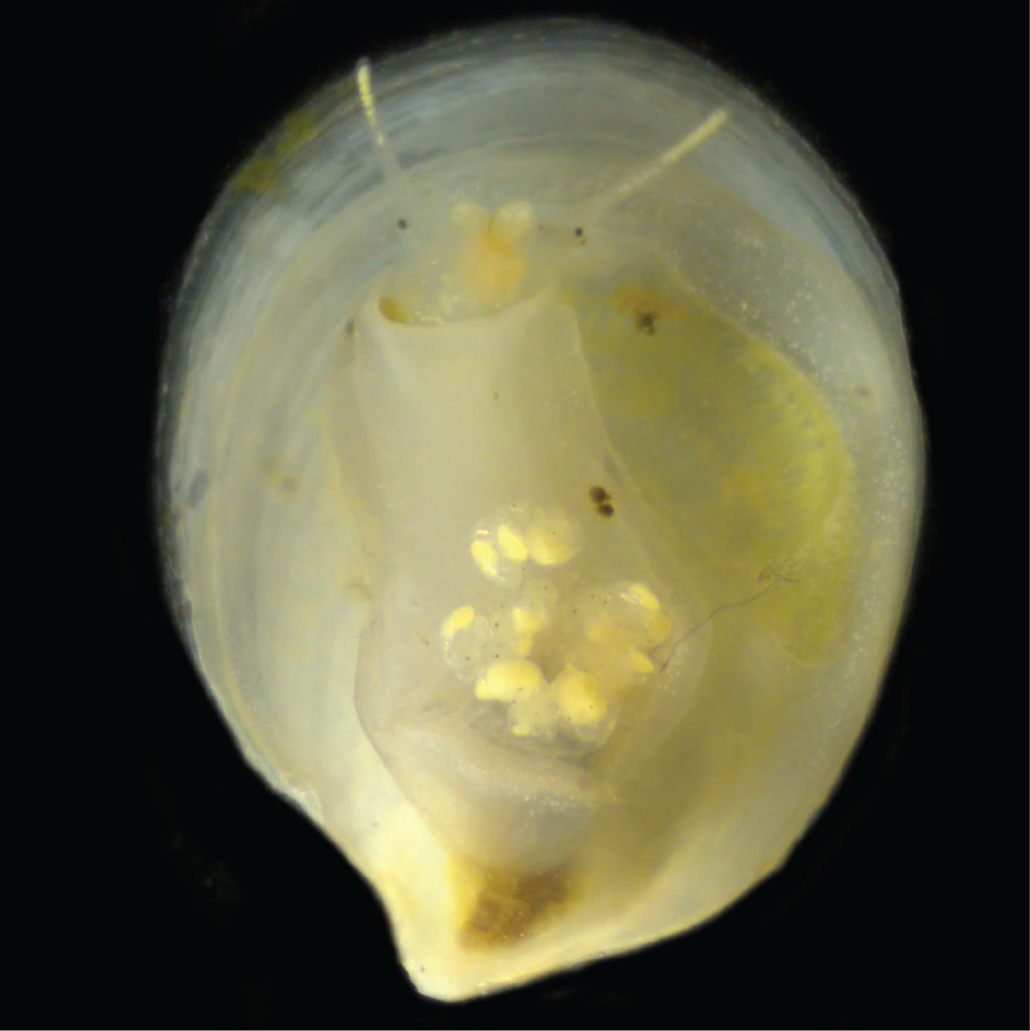 Postdoc Opening — Lyons Lab