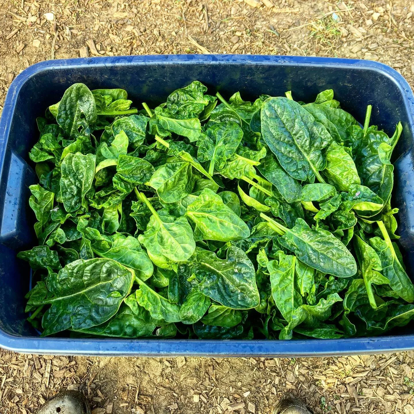 Beaverland Farms LLC