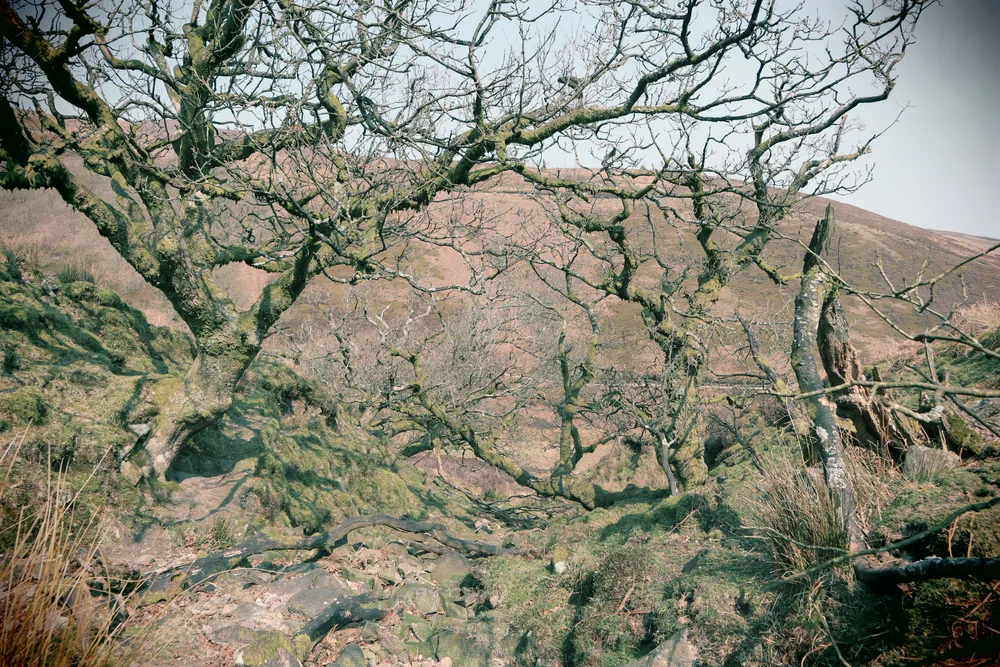 Travel • Forest of Bowland — Movementum