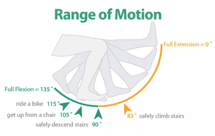Our Bones Tell The Story | The Screw-Home Mechanism — Movementum