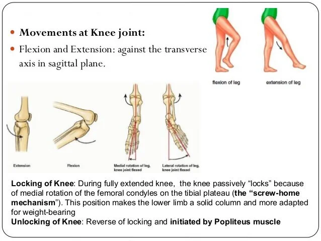 Our Bones Tell The Story | The Screw-Home Mechanism — Movementum