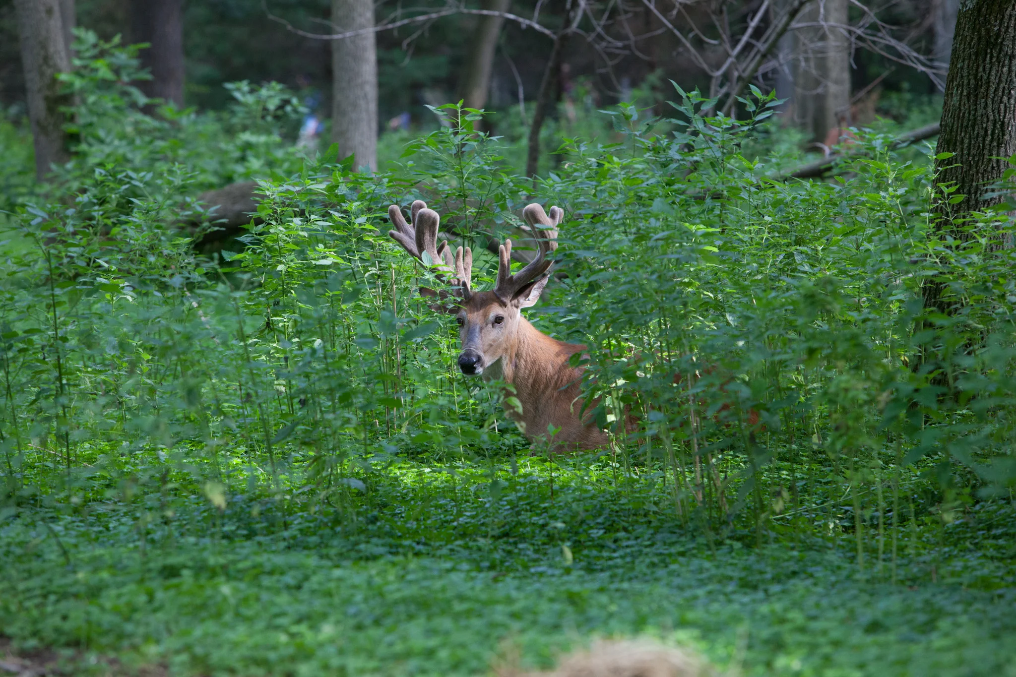Prairie Island Park — Prairie Island Campground