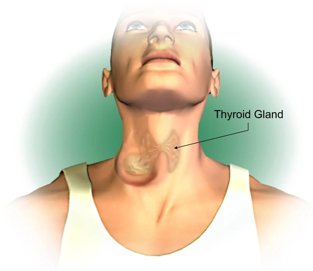 Thyroid Cancer: Types, Symptoms, Diagnosis, Treatment - PMCC Denver ...