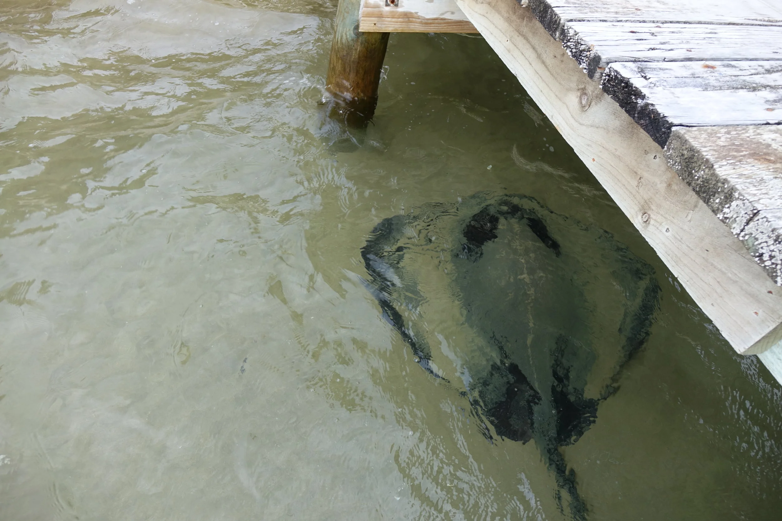 Island Nature — Kawau Island