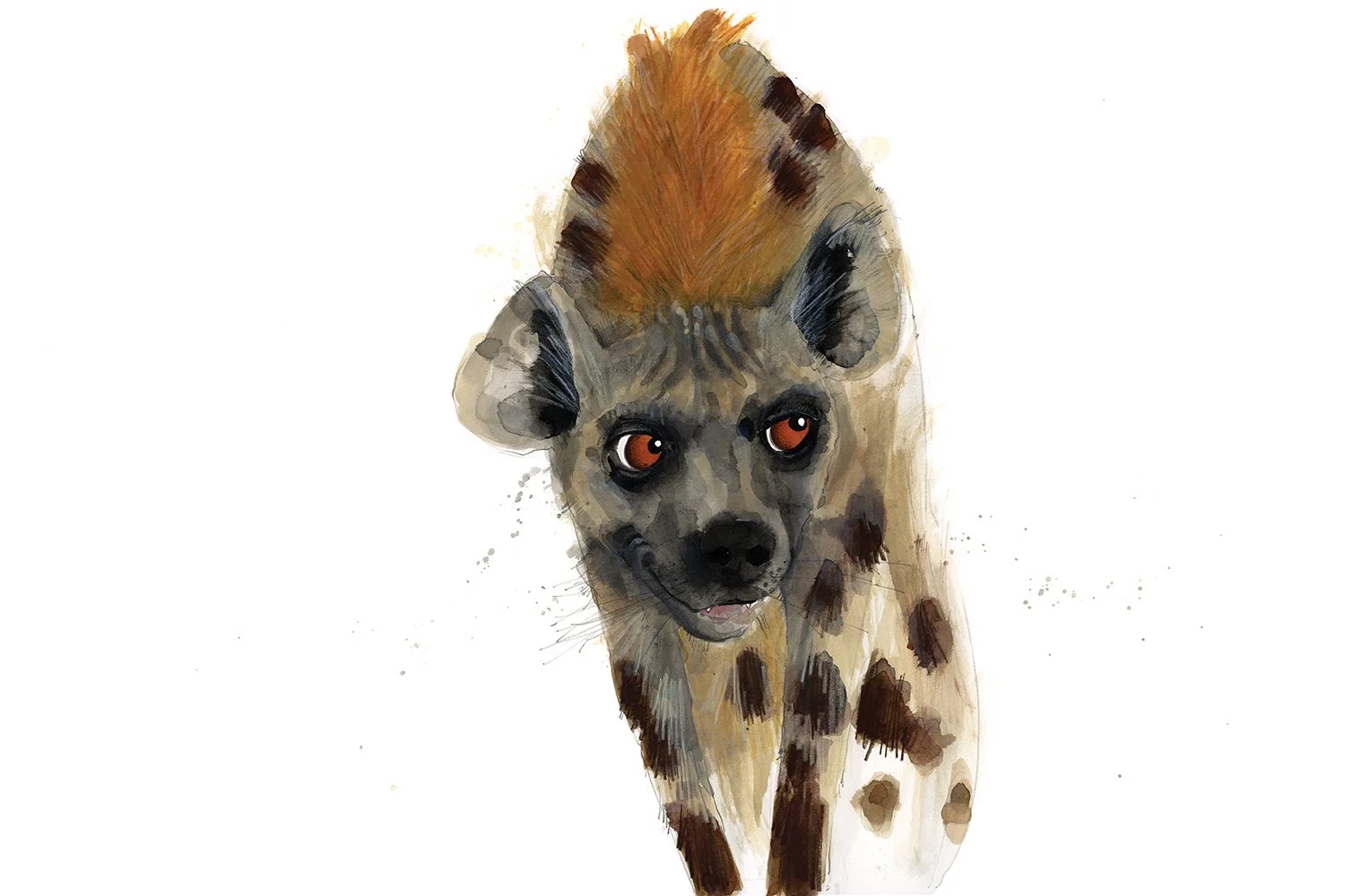 Animal Illustration — Becky Brown