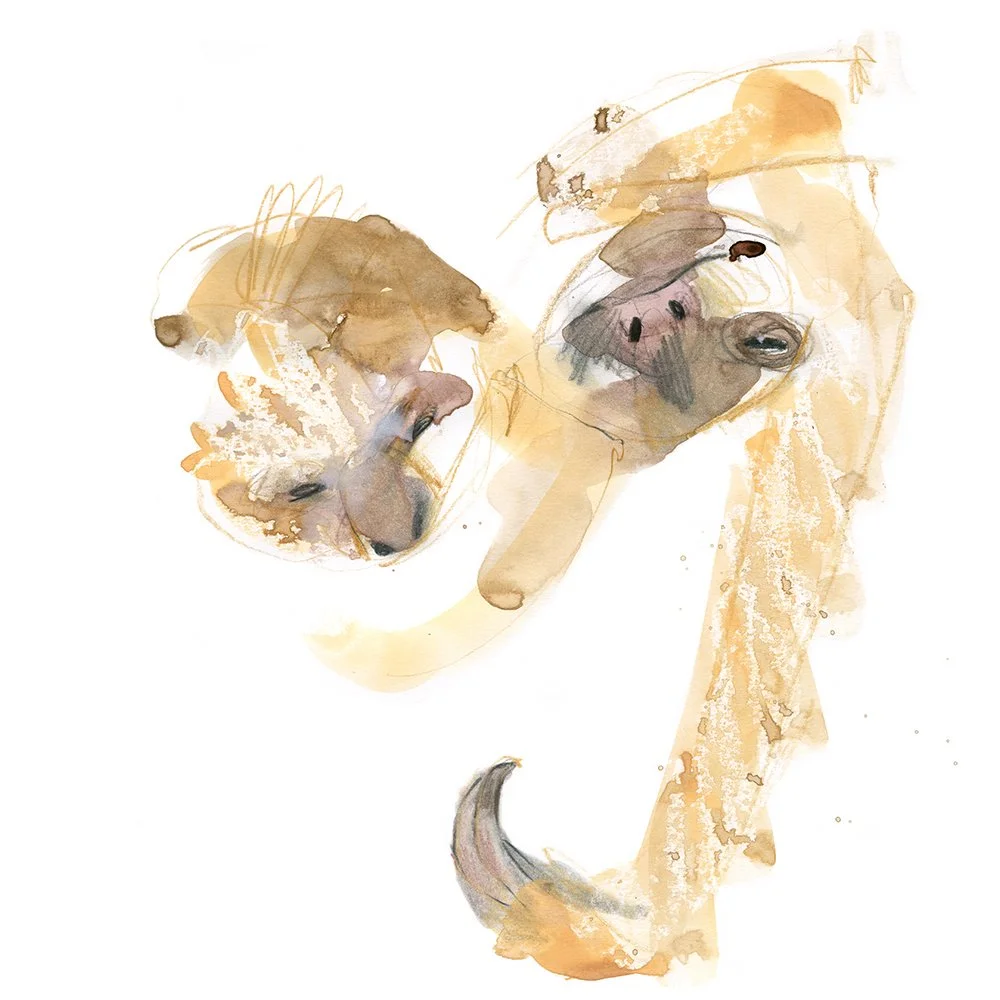 Observational Drawings from Life - Animals — Becky Brown