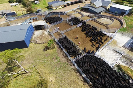 Our Herd — Landfall Angus