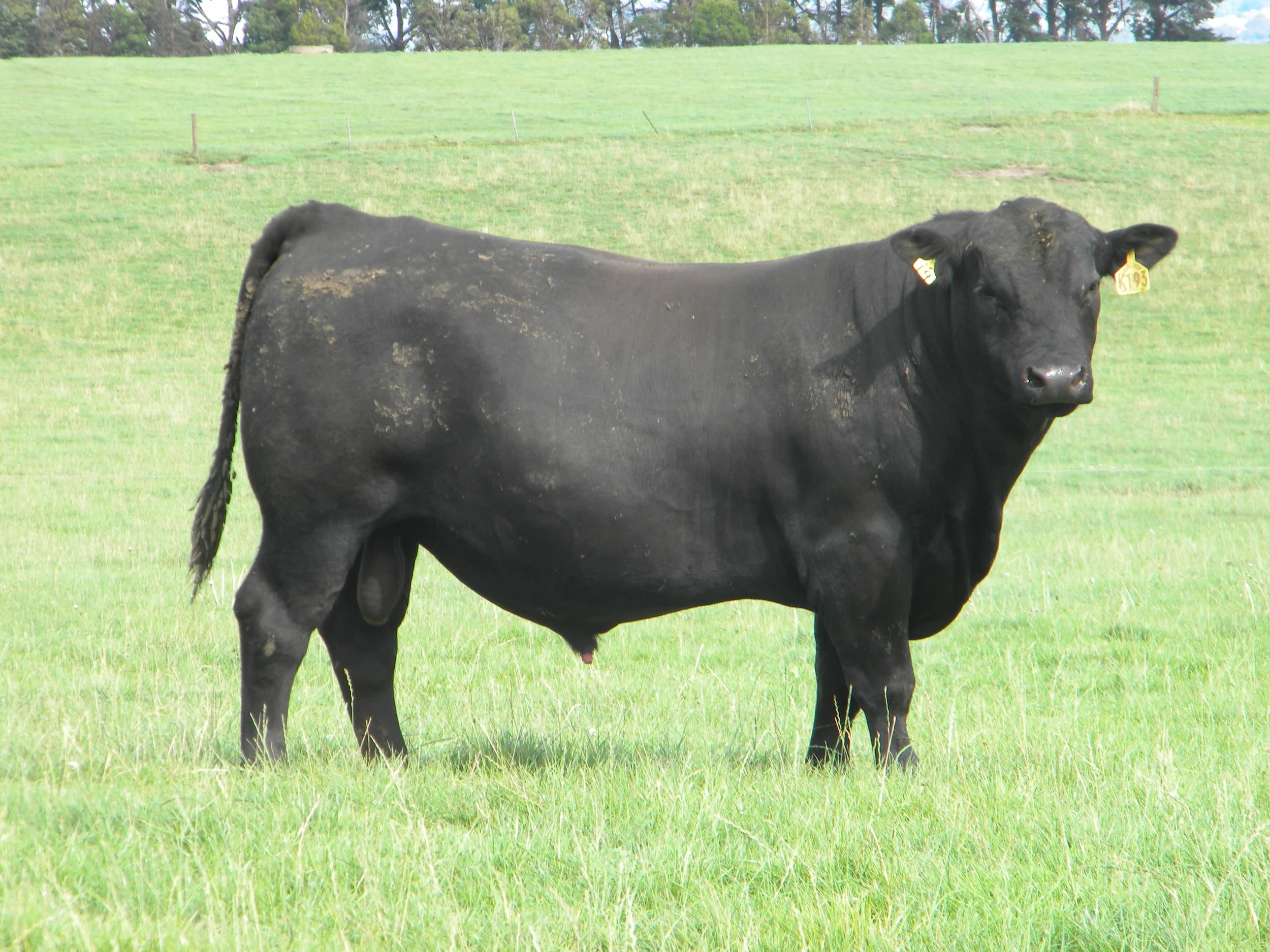 Our Herd — Landfall Angus