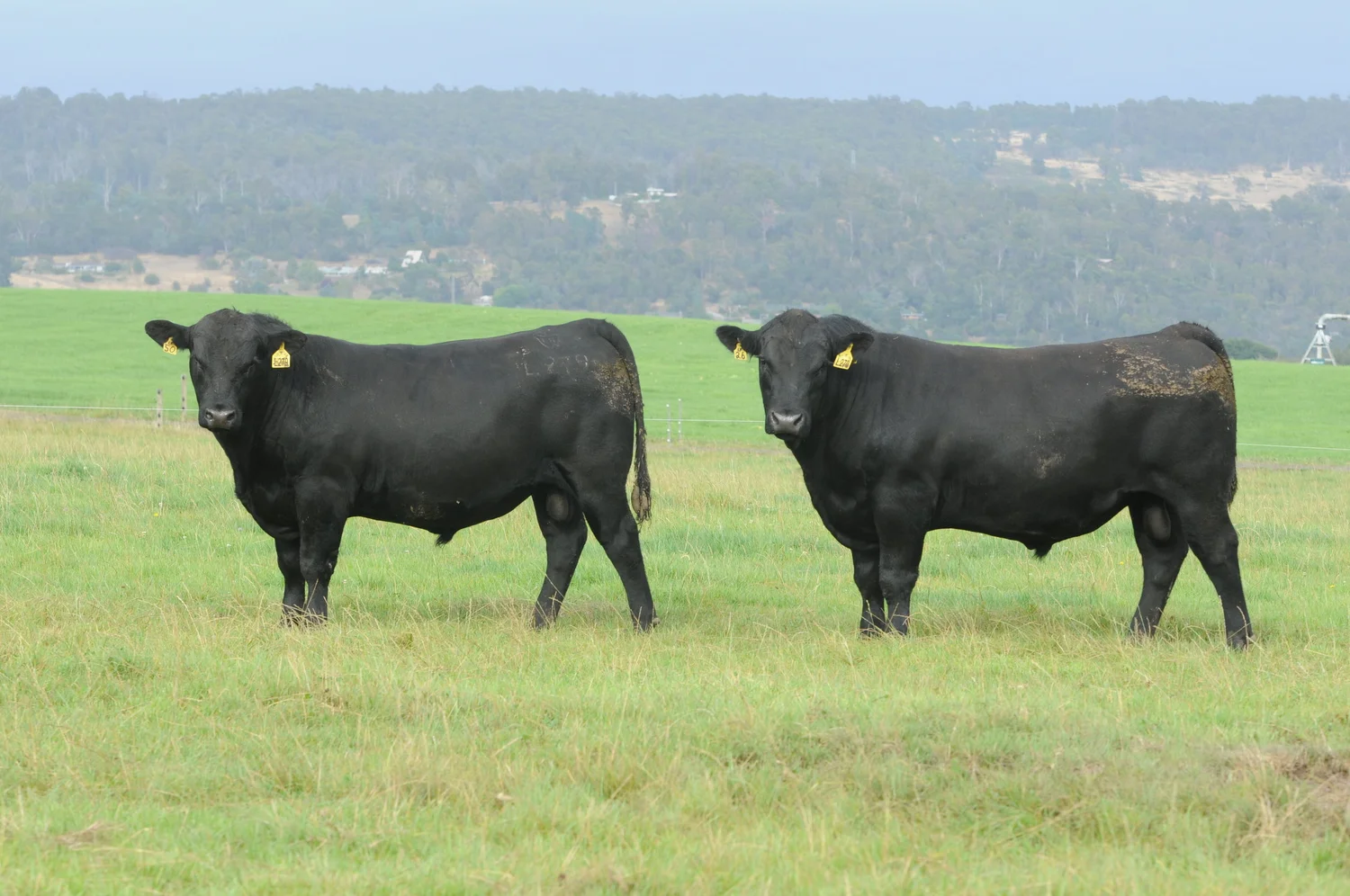 Our Herd — Landfall Angus