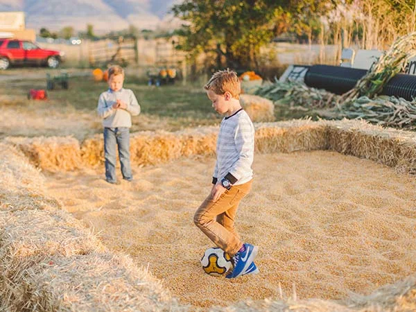 Pumpkin Patch — JY Ferry