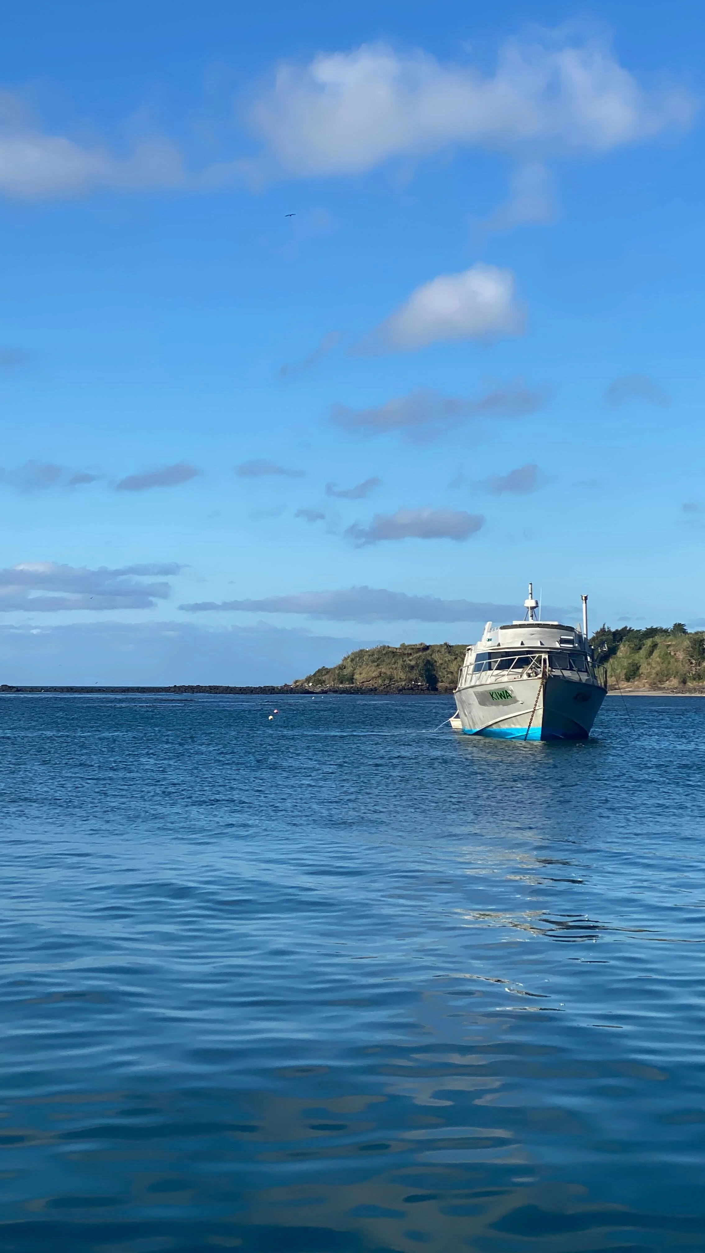 RECIPE: Horopito roast lamb with orange, mint and kawakawa jelly ...