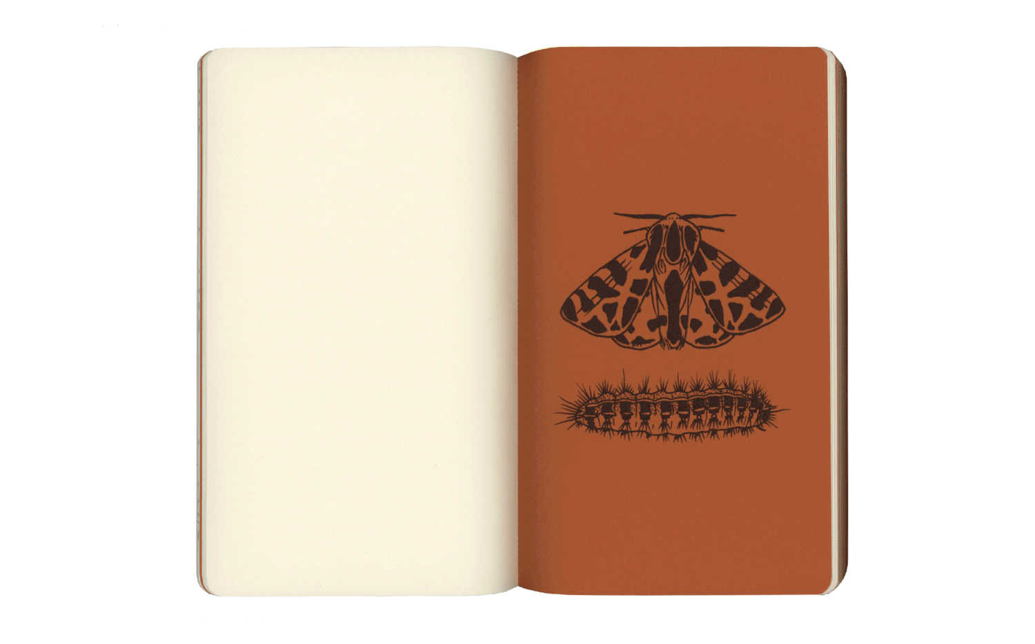 Insect Field Guide — Kiersten Dahm